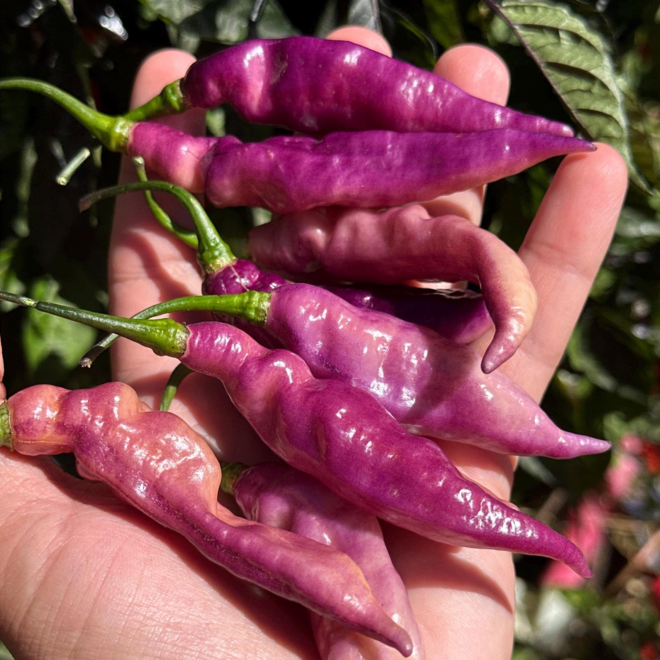Purple Pepper Seeds - Unique Colorful Varieties | Mike's Pepper Seeds